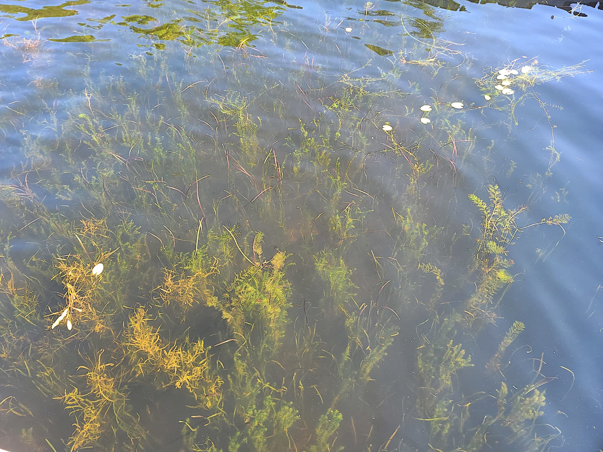 In the Thick of It: Navigating Weedy Waters for Muskies - Bear's Den Lodge - Fishing French River